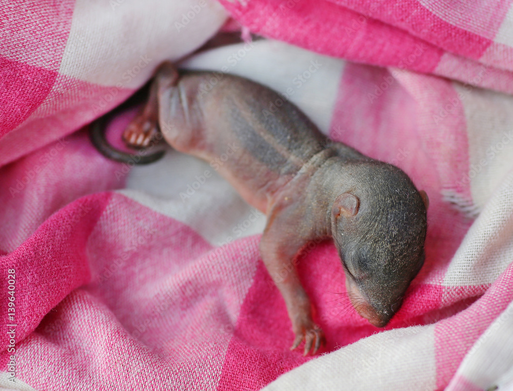 Newborn Baby Chipmunk