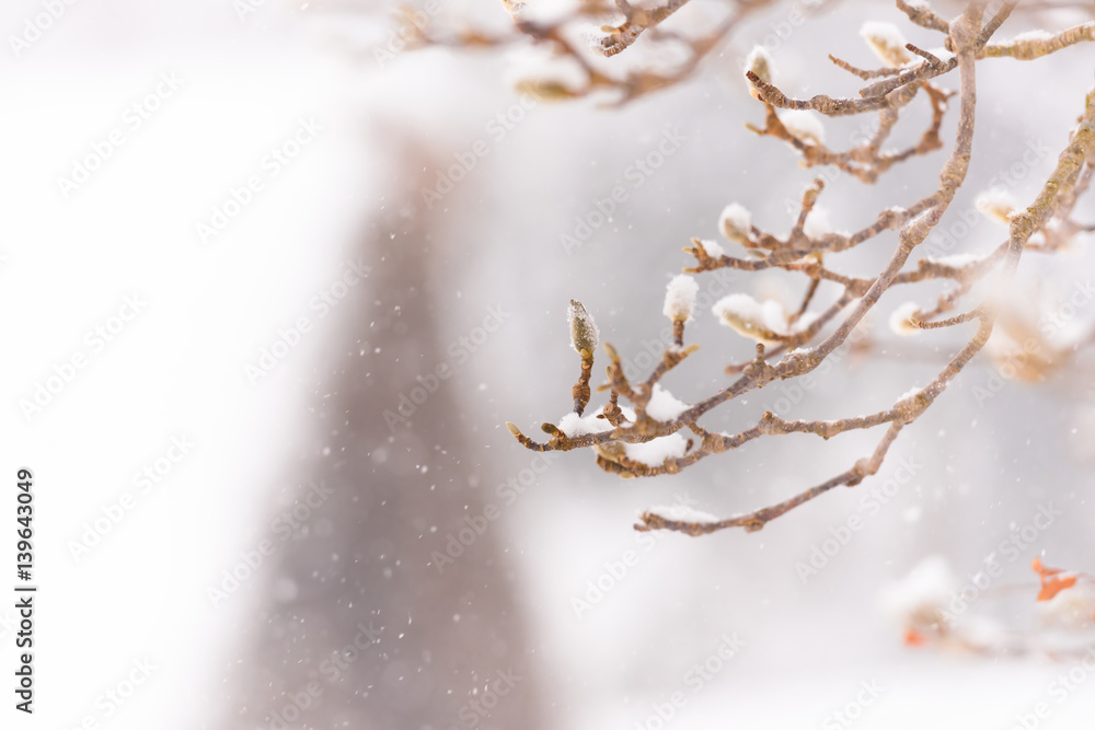 Winter Tree and Japanease traditional village,in Gokayama,Toyama,Japan ...