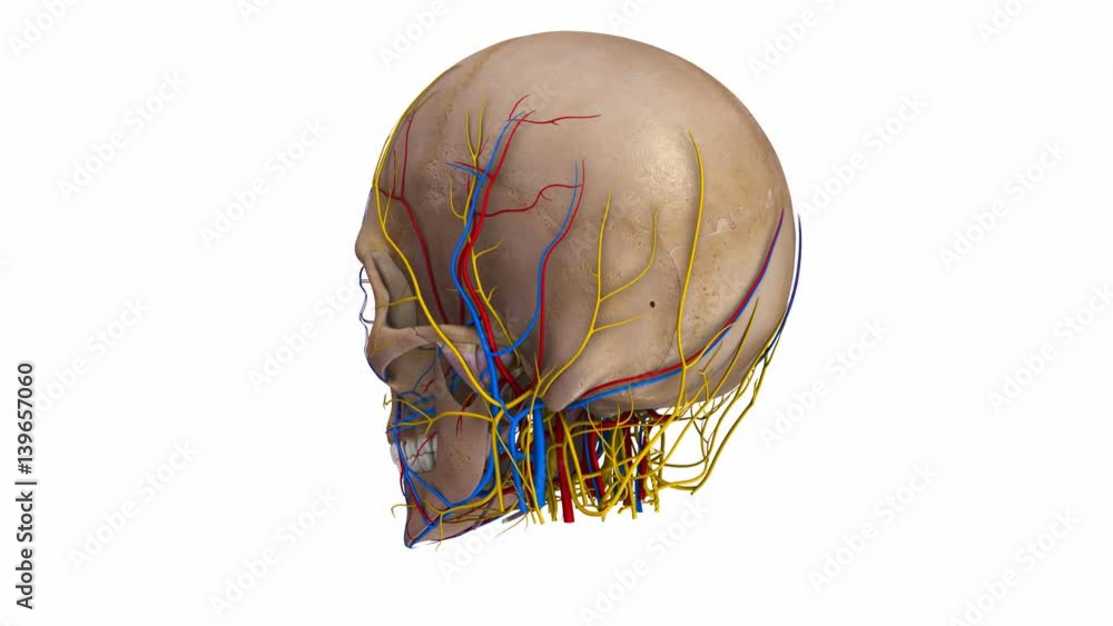 Skull with Ligaments, arteries, veins and nerves Stock 비디오 | Adobe Stock