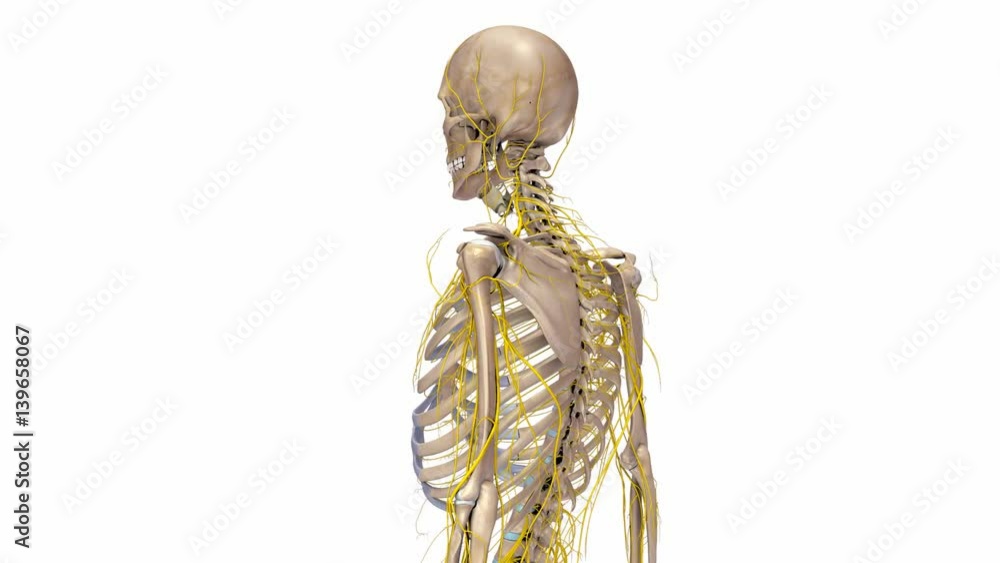 Skeleton with Nerves Stock Video | Adobe Stock
