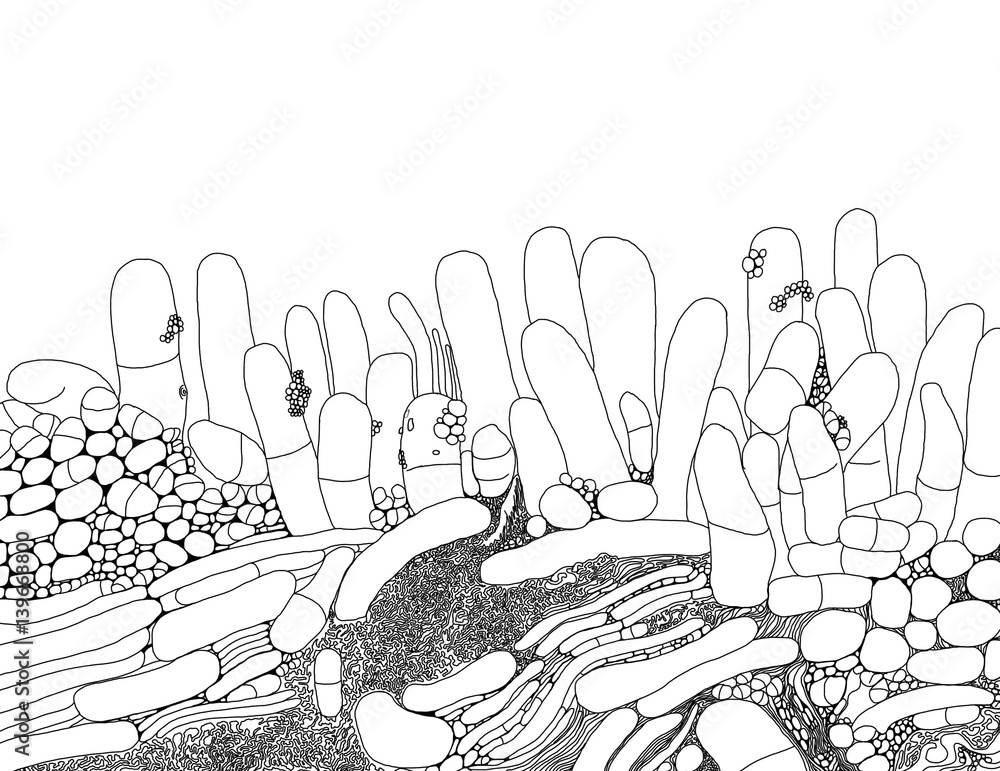 oral bacteria drawing Stock Illustration | Adobe Stock