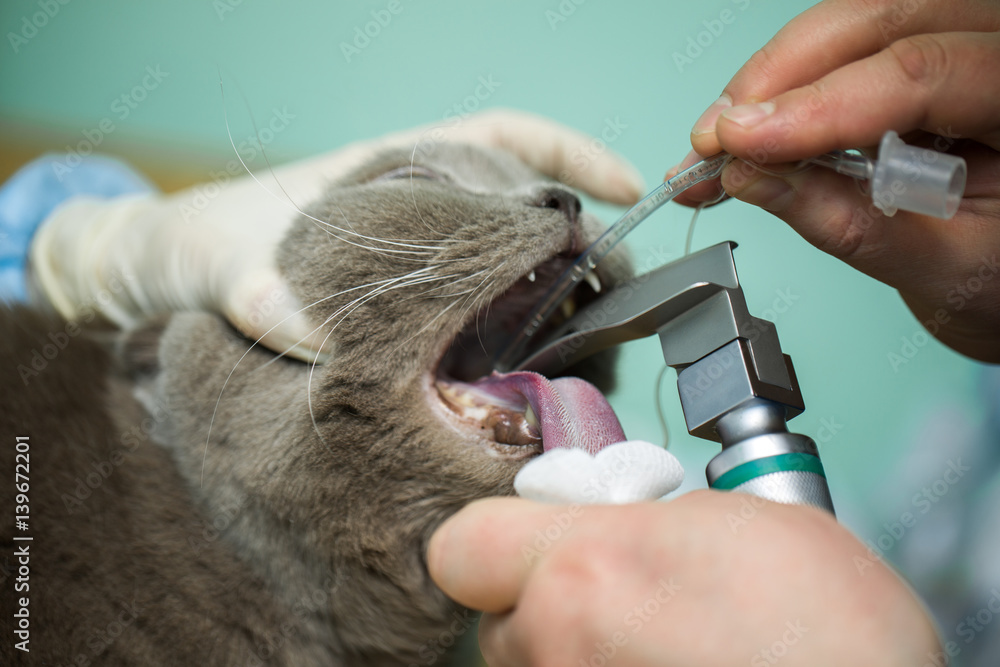 Veterinarian surgery, putting anesthesia breathing circuit set to cat ...