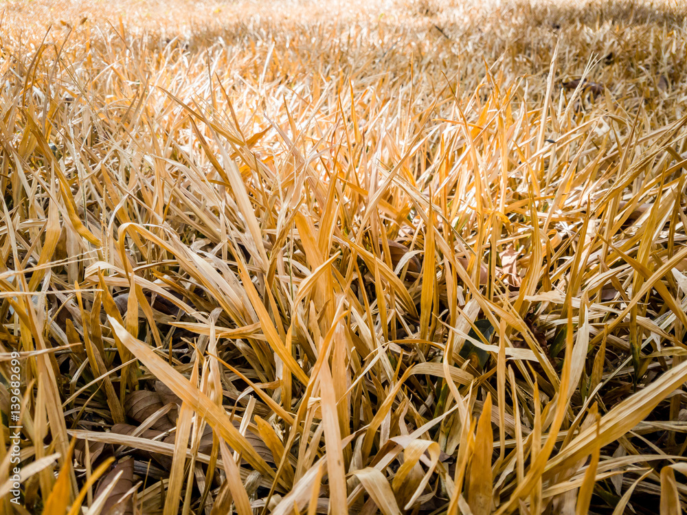Lawn dry Stock Photo | Adobe Stock
