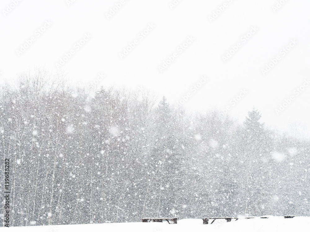 Heavy snowfall and blizzard against the backdrop of the forest and the ...