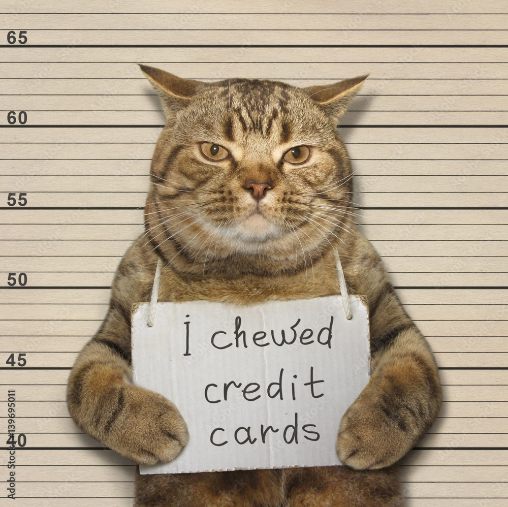 The handsome cat chewed credit cards. He was arrested for this. foto de ...