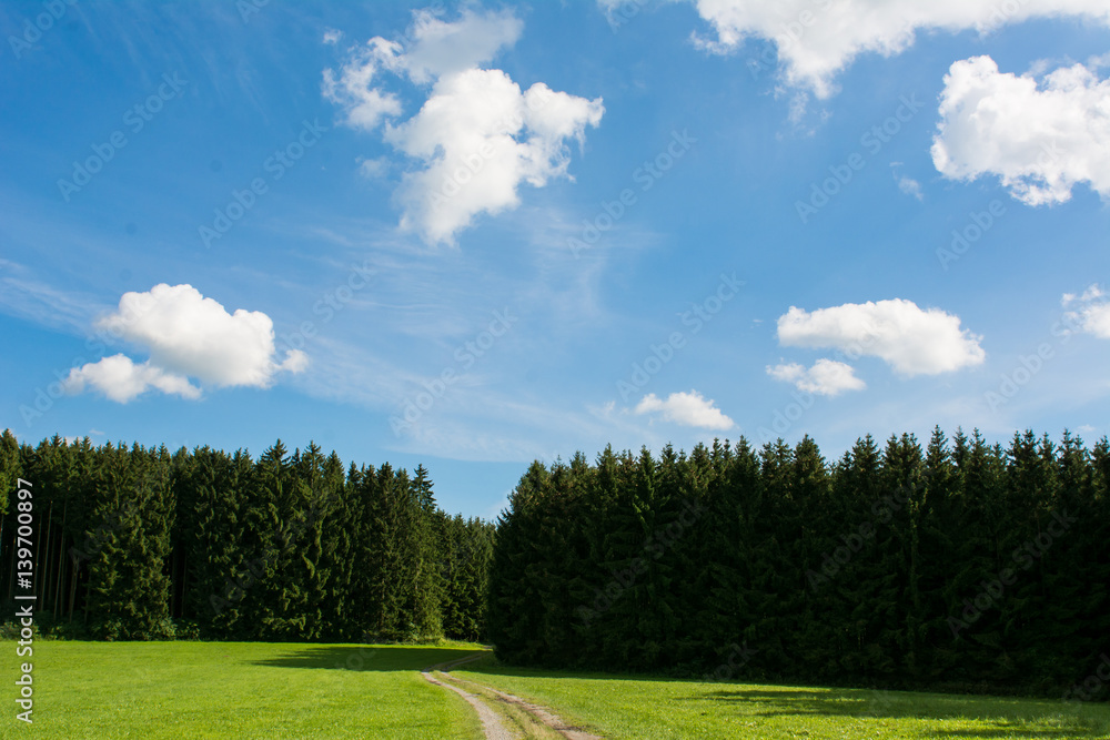Wald und Wiese mit blauem Himmel Stock-Foto | Adobe Stock