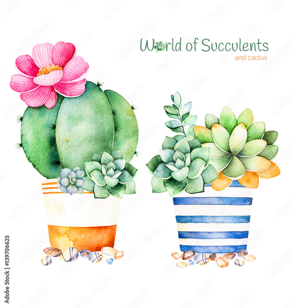 Illustrazione Stock Watercolor handpainted succulent plant in pot and ...