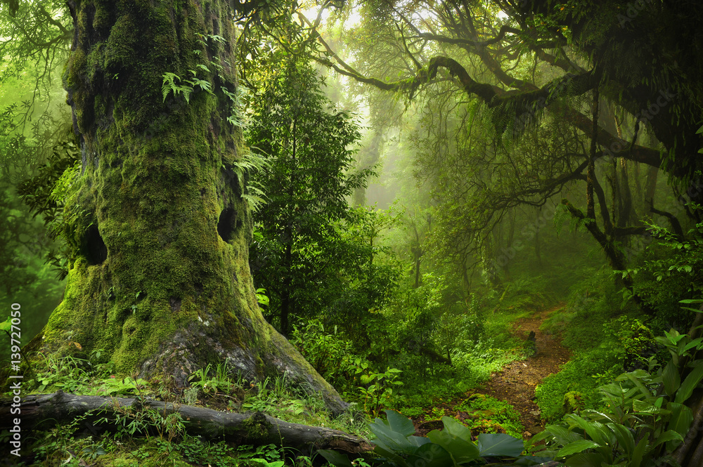 Nepal jungle Stock Photo | Adobe Stock