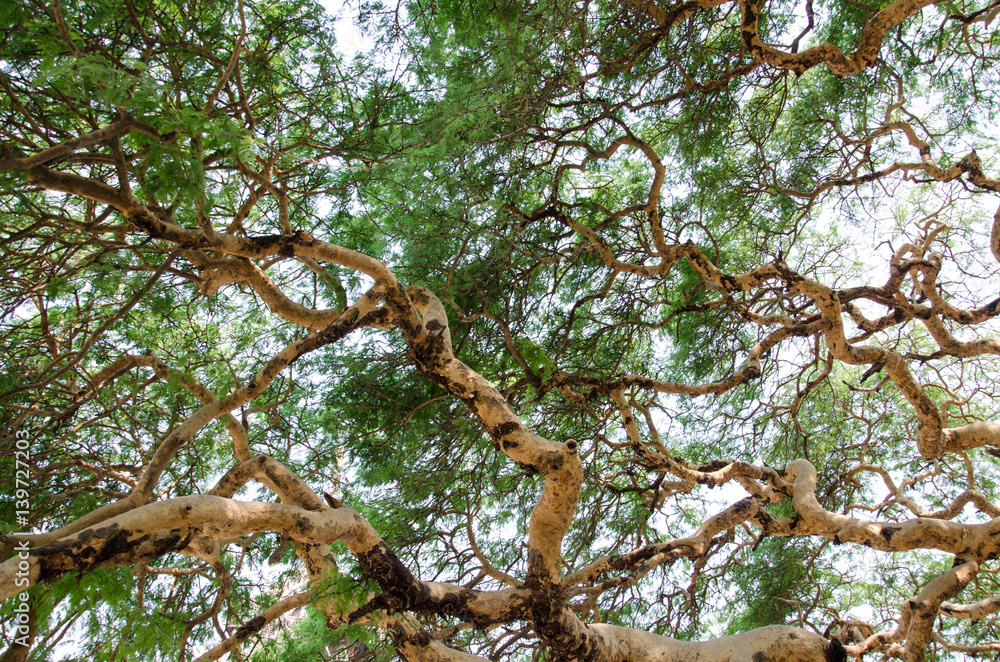 Twisted branches of acacia tree Vachellia leucophloea in Myanmar Stock ...