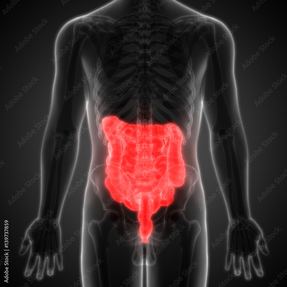 Human Digestive system Anatomy (Large and Small Intestine) Posterior ...