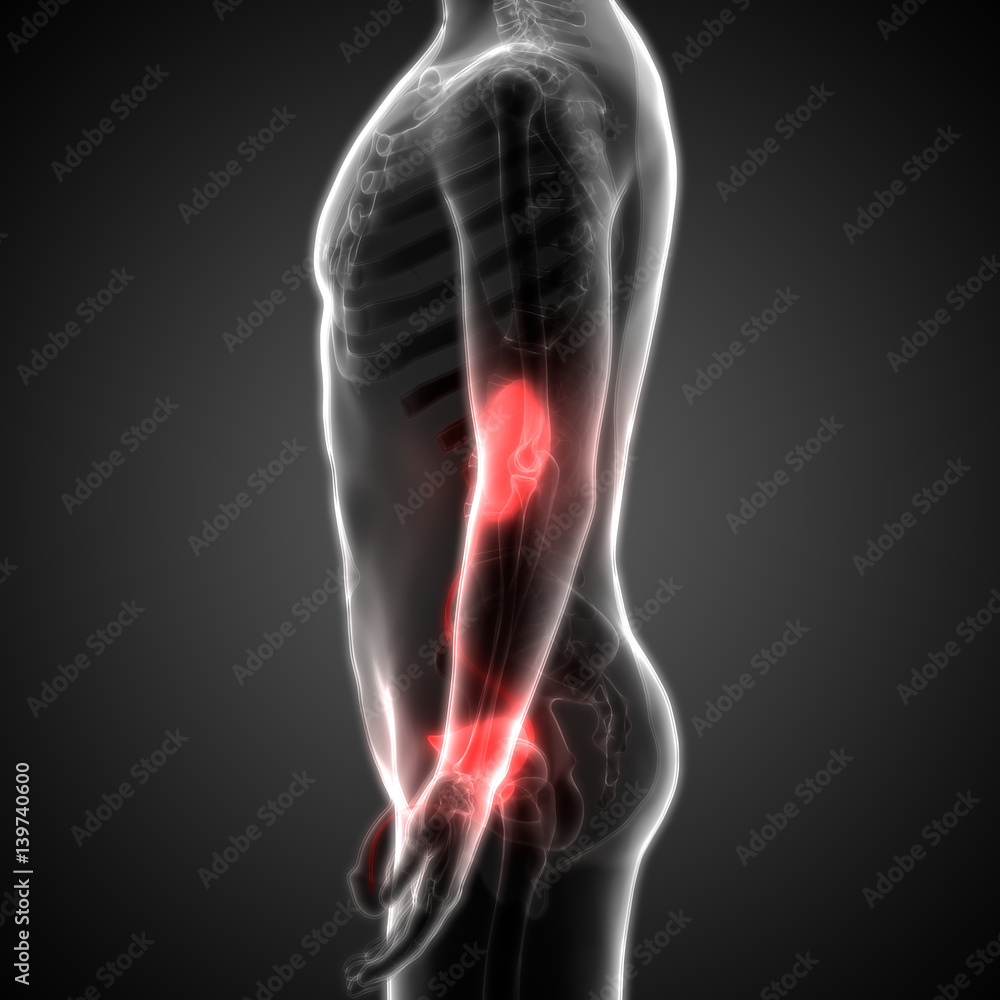 Human Body Organs Anatomy (Kidneys with Urinary Bladder) Lateral view ...
