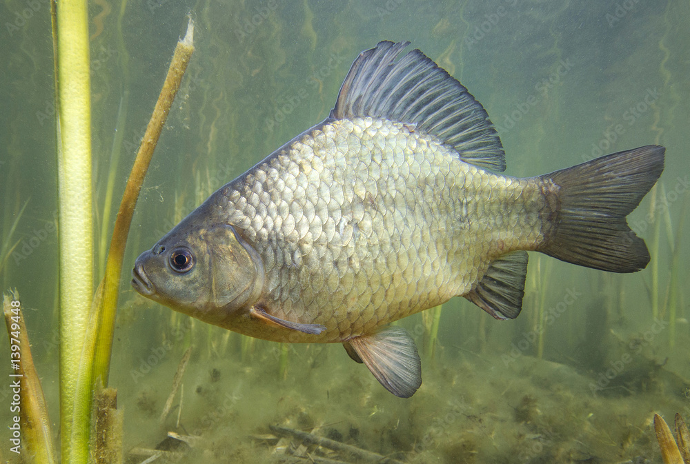 Freshwater fish crucian carp (Carassius carassius) in the beautiful ...