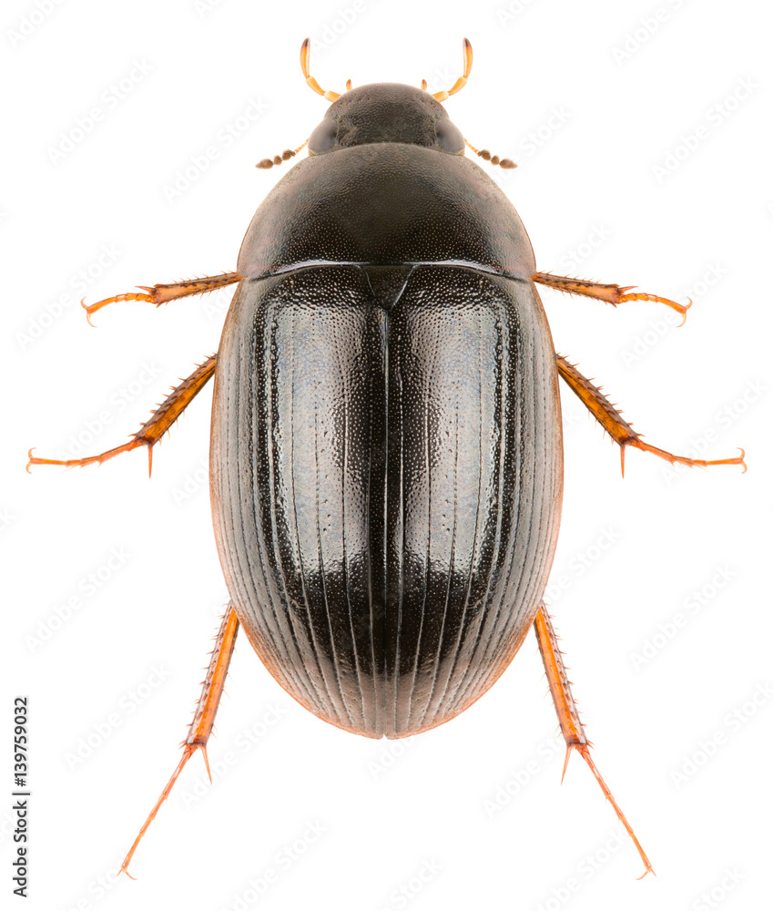 Water scavenger beetle Hydrobius fuscipes isolated on white background ...