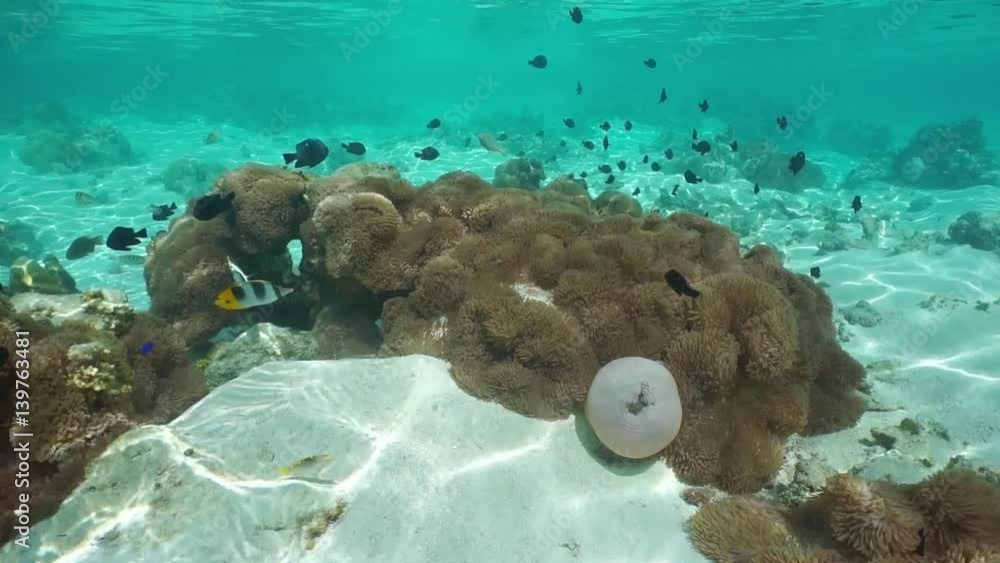 Vidéo Stock Sea anemones Heteractis magnifica with tropical fish in ...