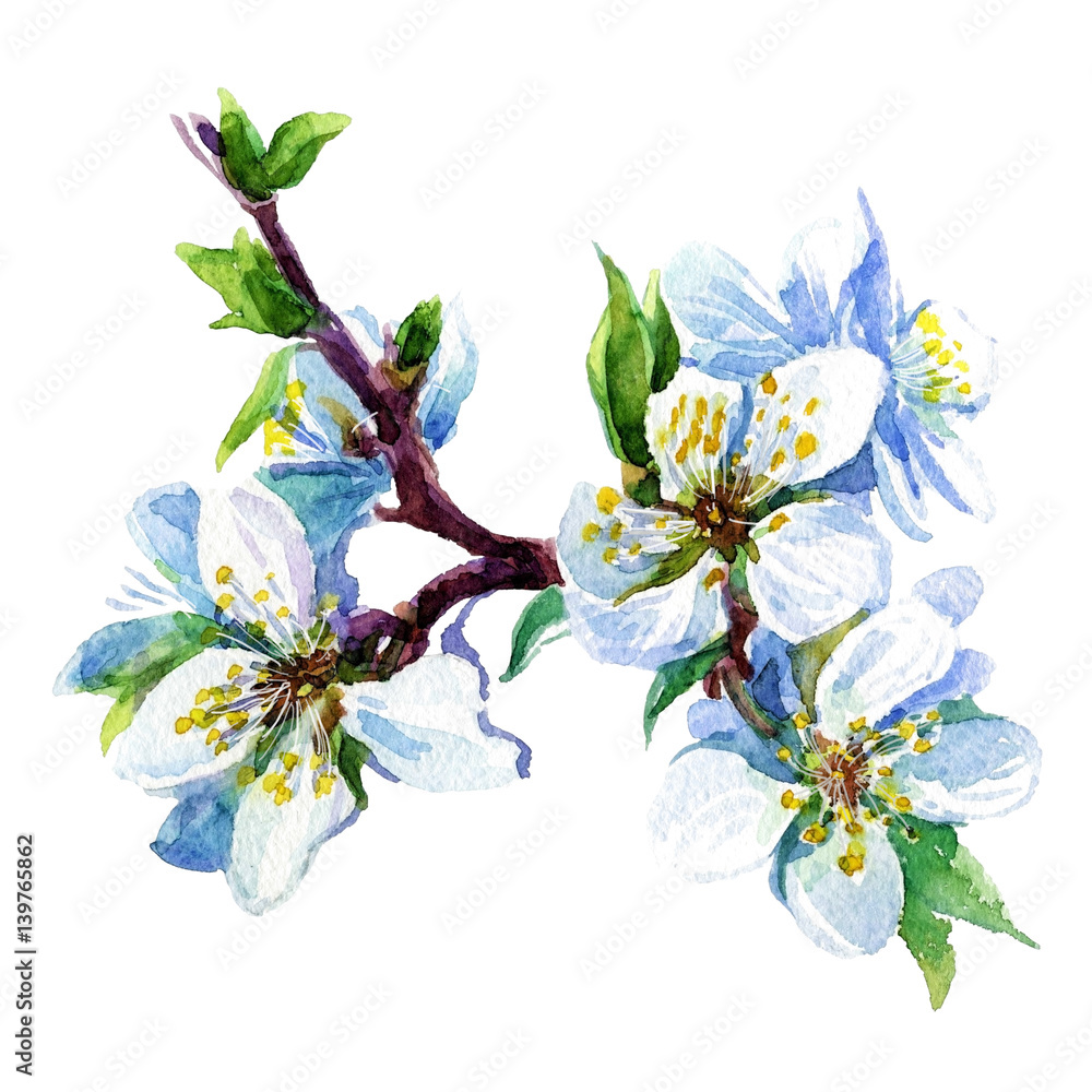 The branches of a flowering tree in spring, watercolor painting. Stock ...