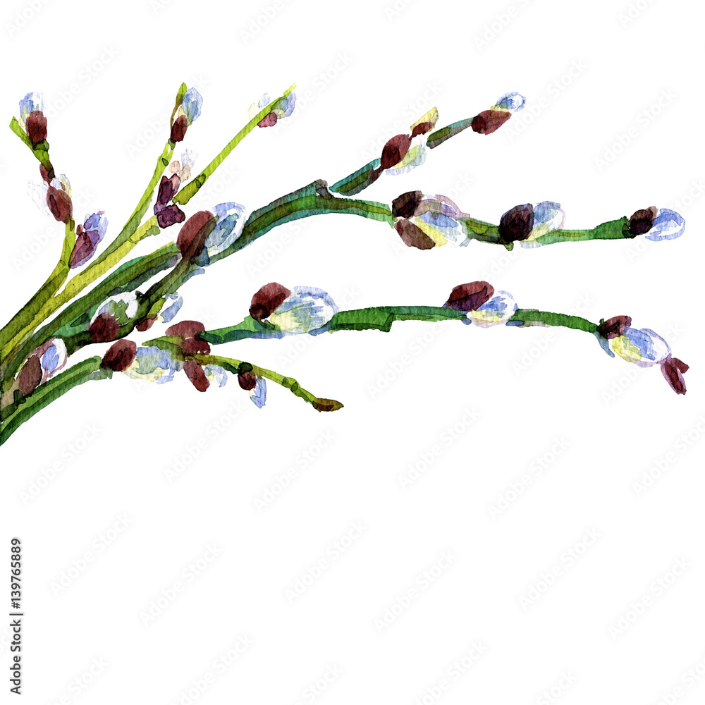 Spring tree branch with buds revived, watercolor painting. Stock ...