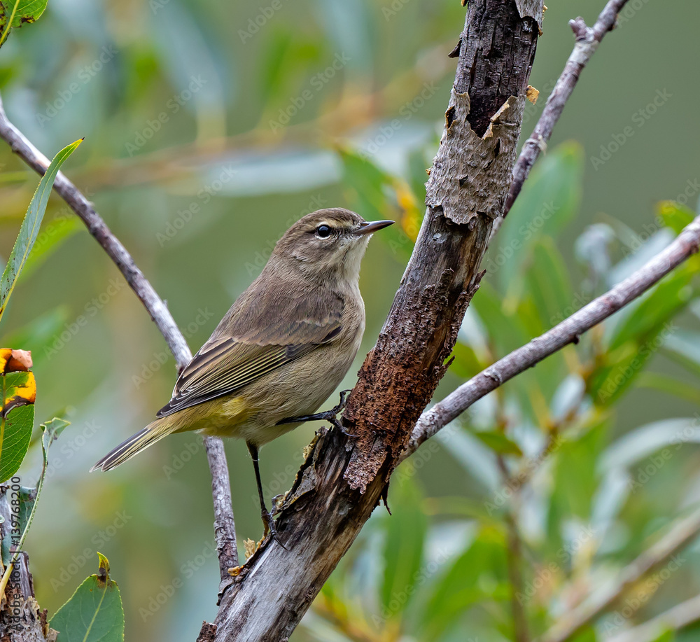 Palm Warbler - fall plumage Stock Photo | Adobe Stock