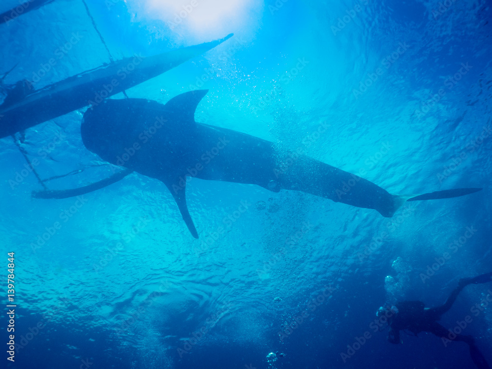 Philippines undersea. Whale shark (Rhincodon typus) is a slow-moving ...