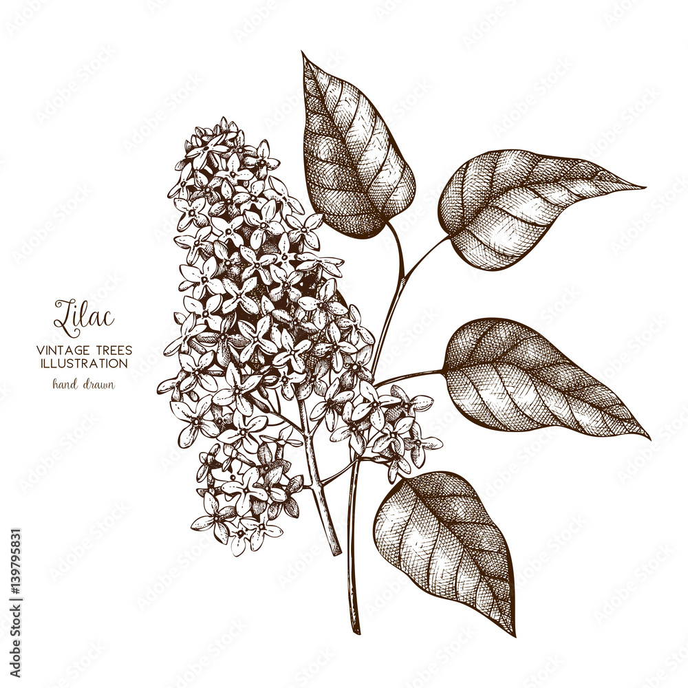 Vintage vector spring illustration. Hand drawn blooming branches of ...