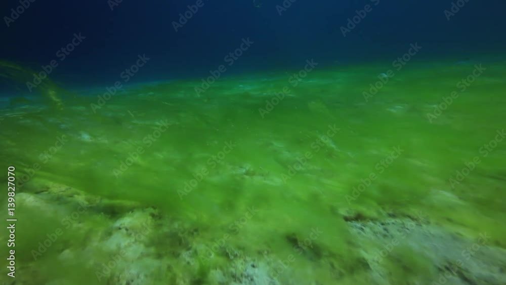 Green algae on a sandy bottom deep underwater in Red sea. World of ...