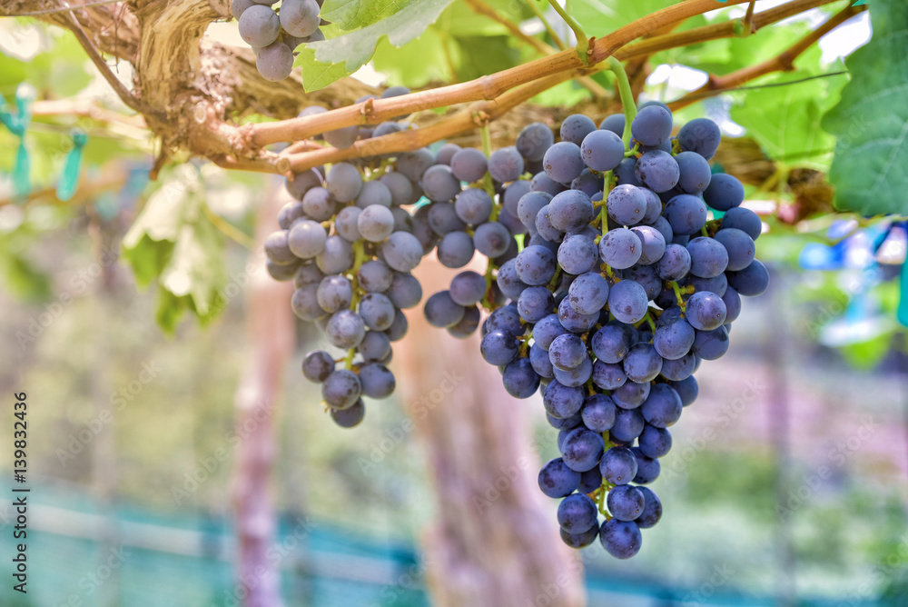 Branches of grapes growing in garden.big red grape growing.Natural ...