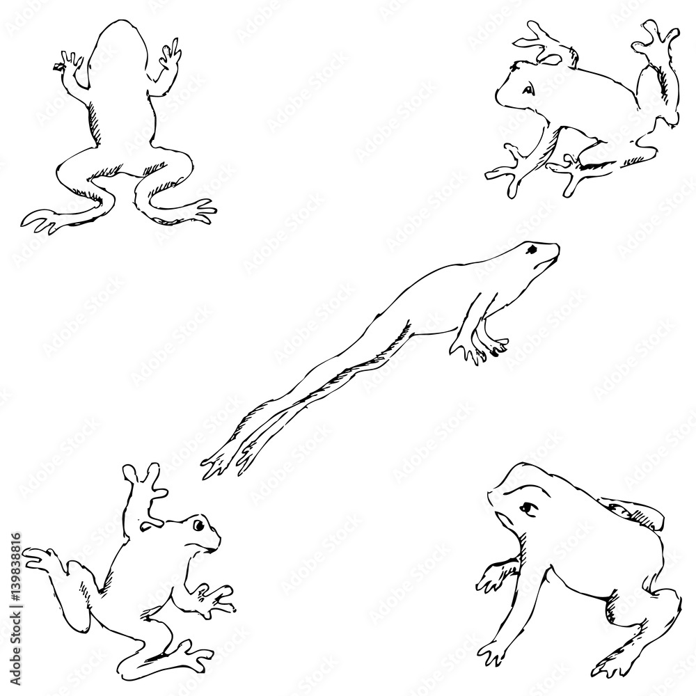 Pencil Drawing Of A Frog