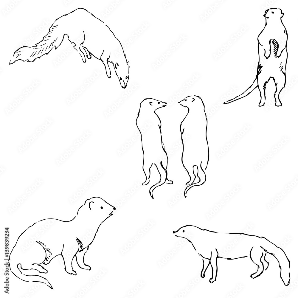 Mongoose. Sketch by hand. Pencil drawing by hand. Vector image. The ...