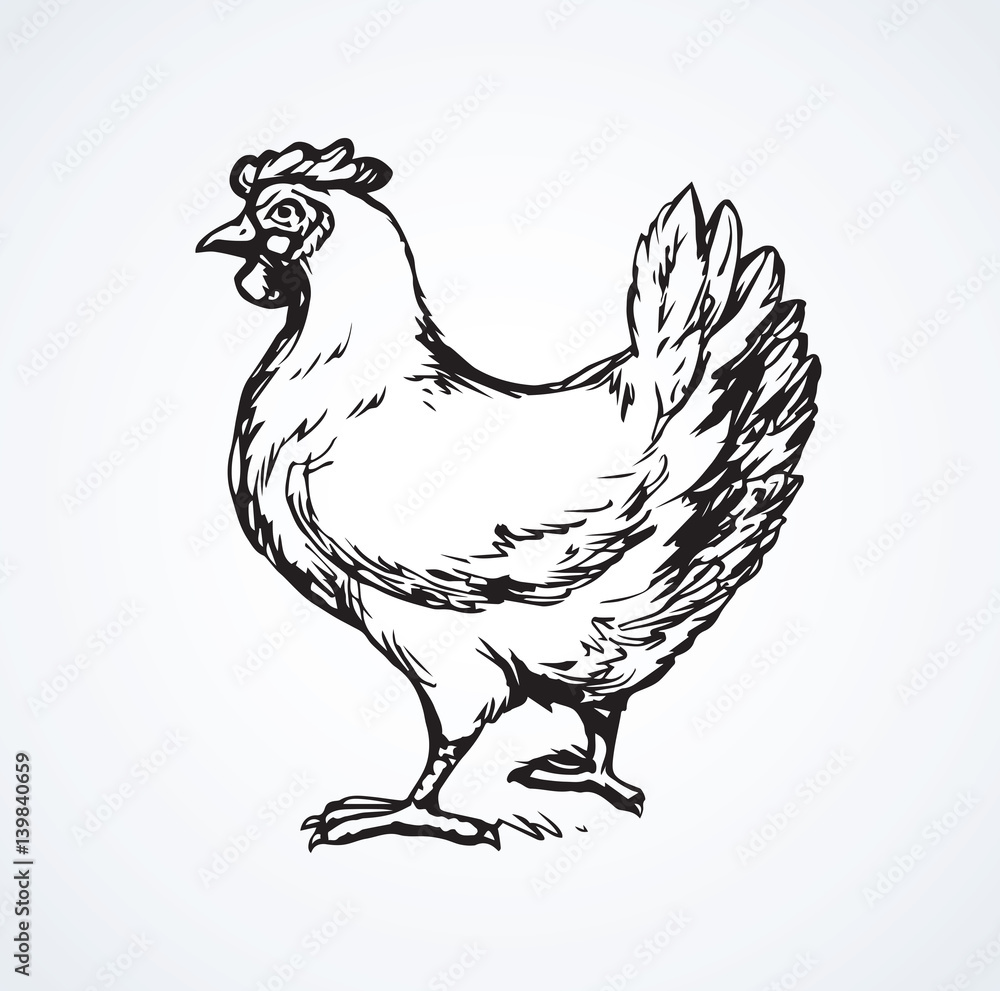 Hen. Vector drawing Stock Vector | Adobe Stock