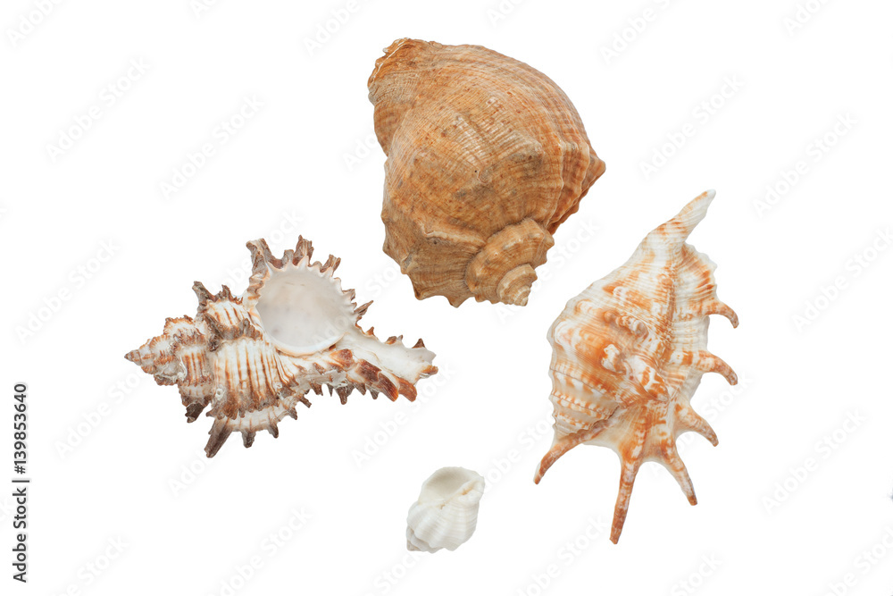 Seashell isolated on the white background Stock Photo | Adobe Stock