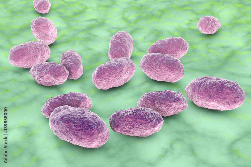 Haemophilus influenzae bacteria, 3D illustration. Gram-negative ...