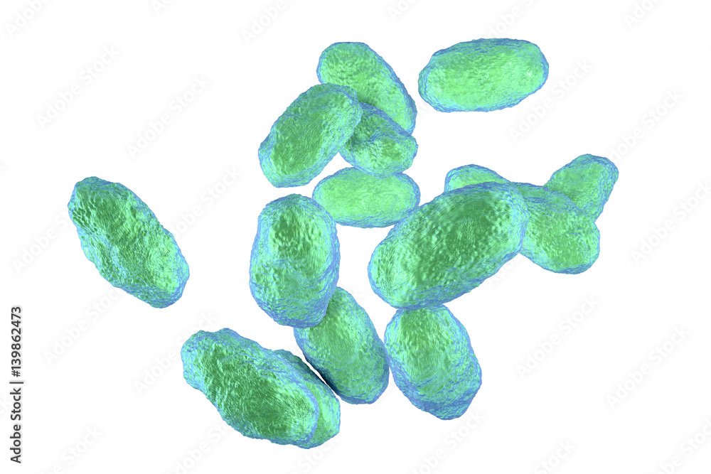 Haemophilus influenzae bacteria isolated on white background, 3D ...