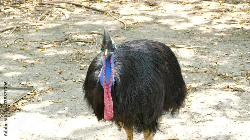 Cassowary is the largest bird, have native to Papua New Guinea ...