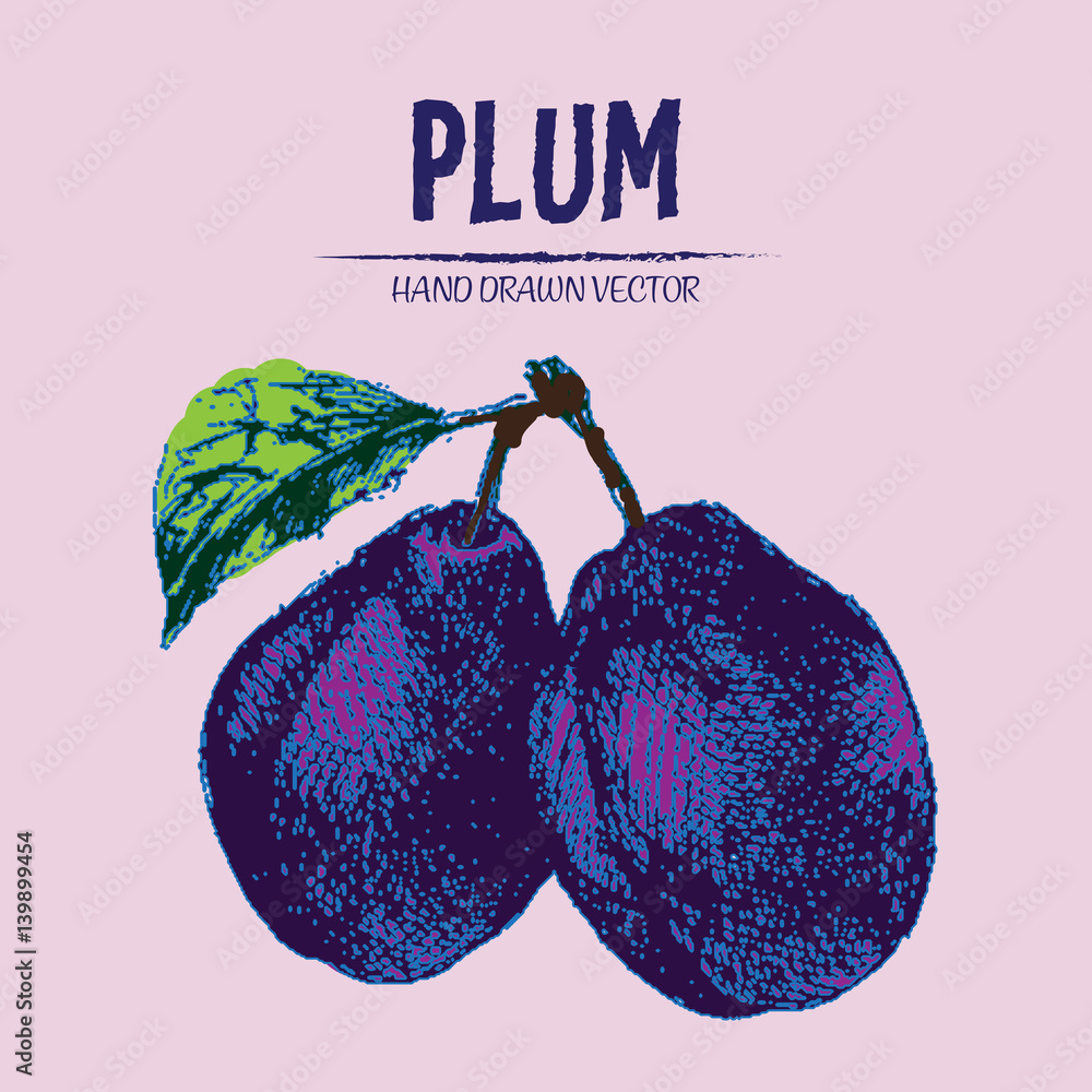 Digital vector detailed color plum hand drawn retro illustration ...