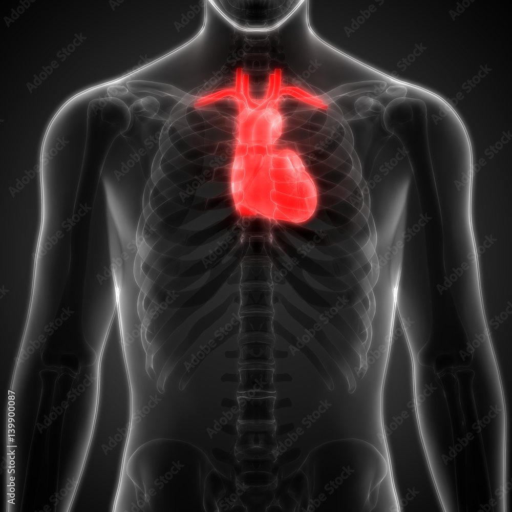 Human Body Organs (Heart Anatomy) Stock Illustration | Adobe Stock