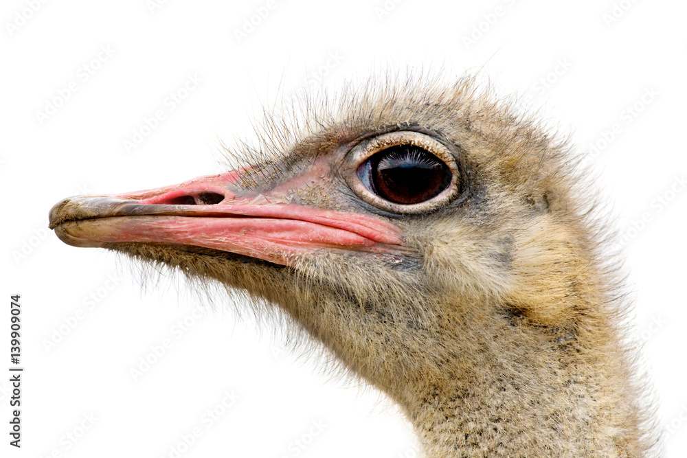 Ostrich head isolated on white background Stock-Foto | Adobe Stock