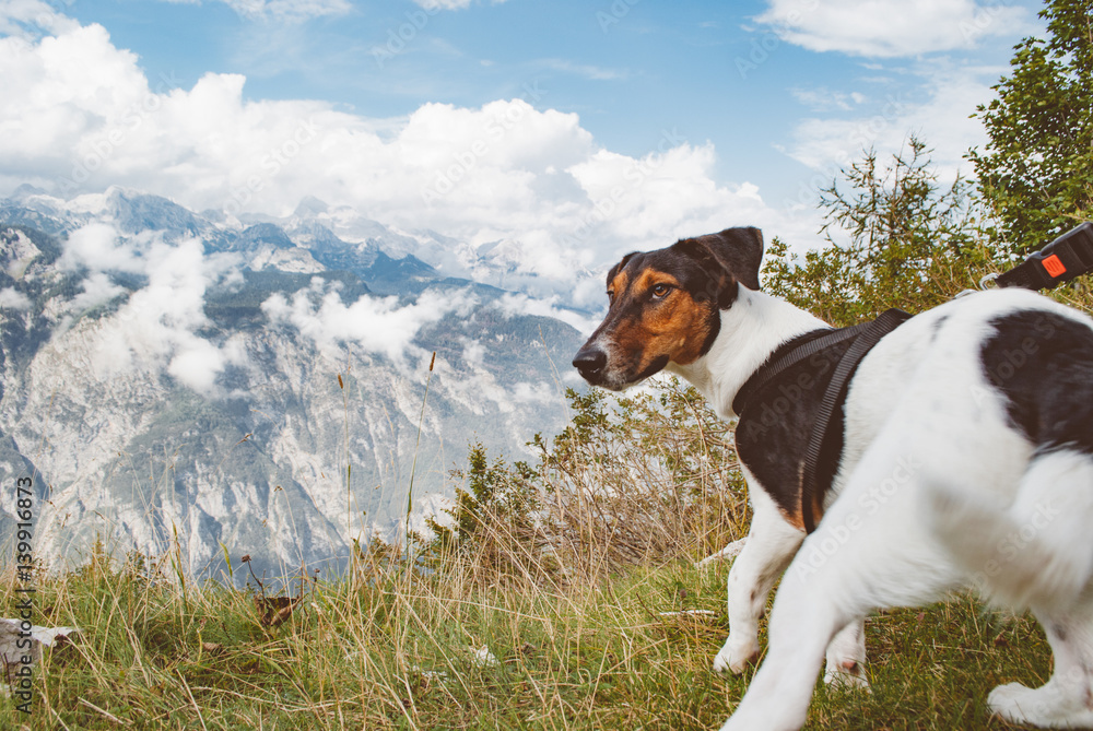 Close up of terrier dog on high mountain trail Stock Photo | Adobe Stock