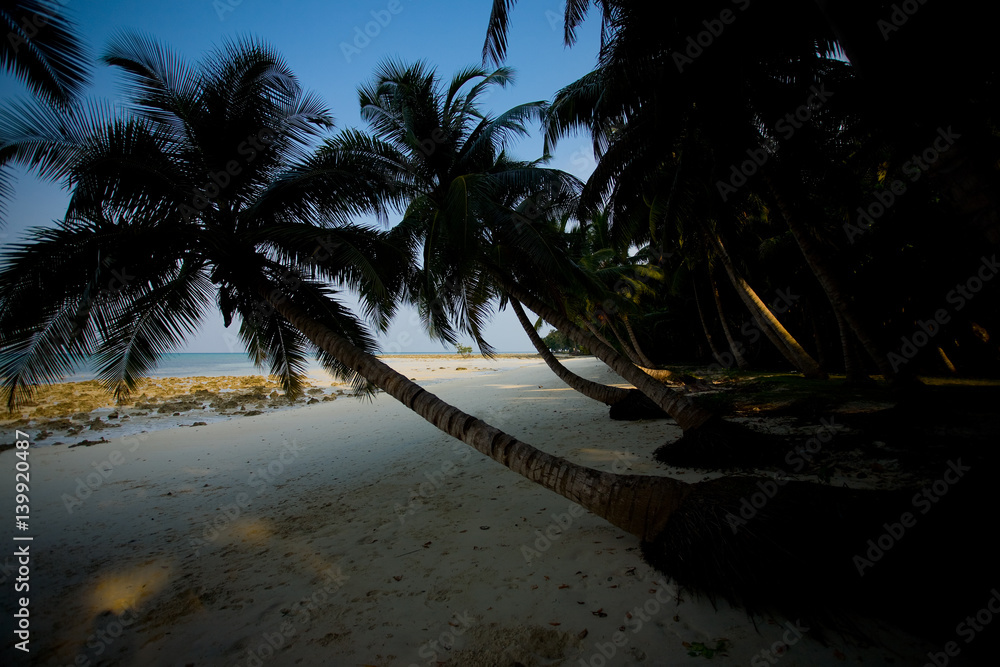 Leaning Palm Trees Havelock Island of the Andaman Islands in India ...
