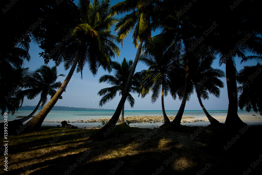 Havelock Beach Palm Tree Silhouette Shade on Andaman Islands in India ...