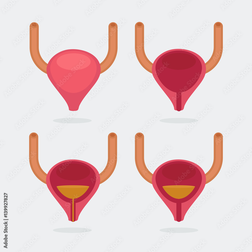 Bladder vector illustration Stock Vector | Adobe Stock