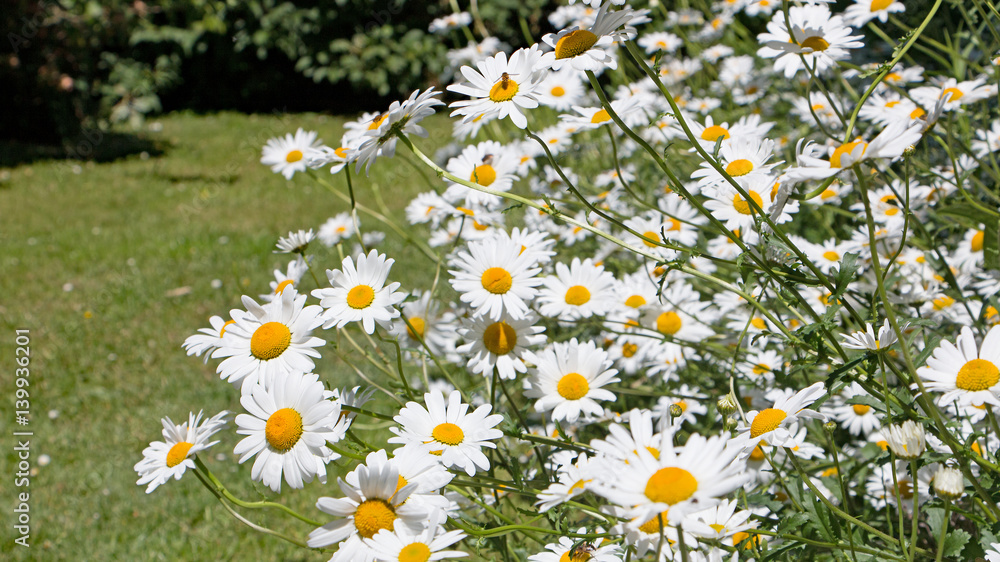 Margarete Stock-Foto | Adobe Stock