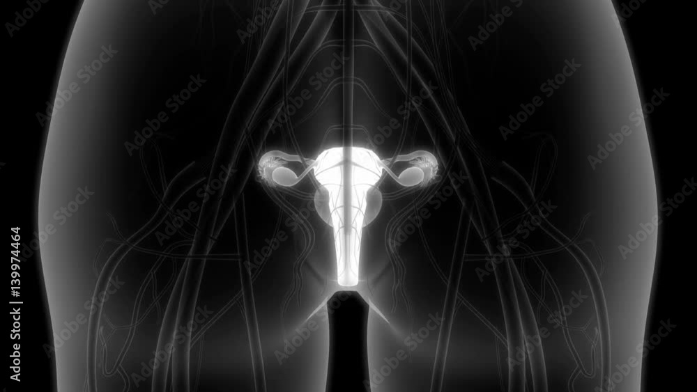 Female Reproductive System with nervous system and urinary bladder ...