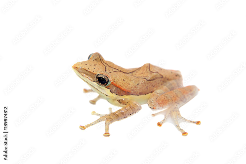 Gunther's whipping frog, montane hour-glass tree-frog, Taruga eques on ...