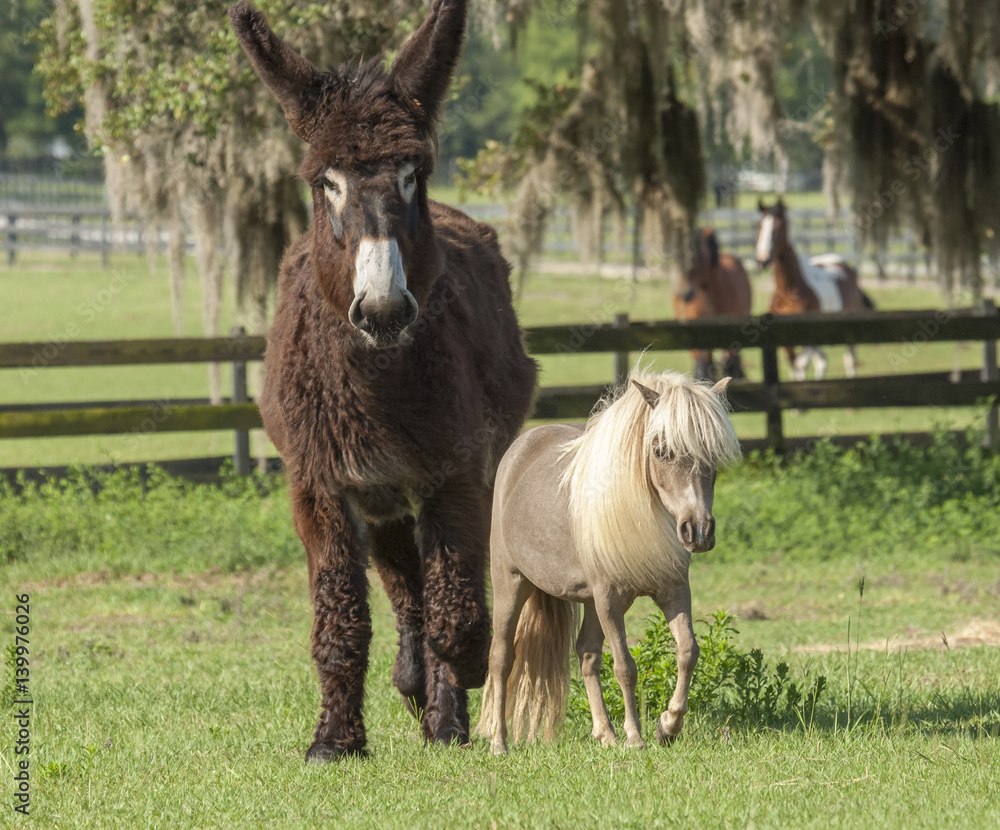 Foto de A rare Poitou Donkey and Miniature horse pal do Stock | Adobe Stock