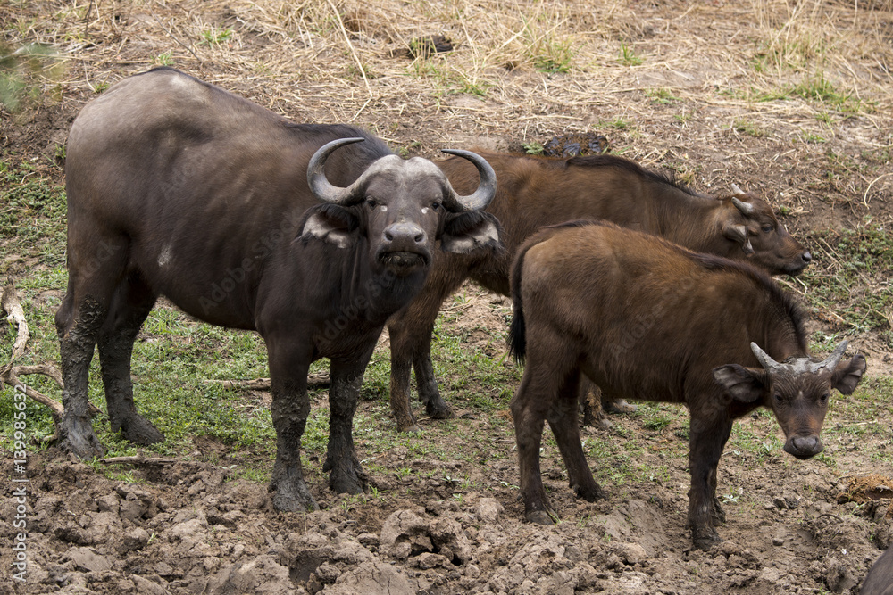 Buffle d'Afrique, jeune et adulte, Syncerus caffer, Parc national ...