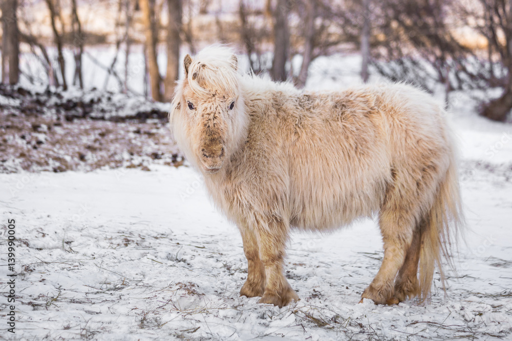 Fluffy Baby Horses