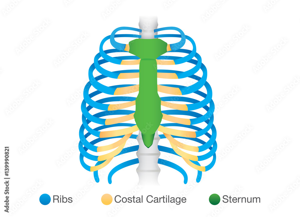 Poster Overview of human rib structure. Illustration about bone Anatomy ...