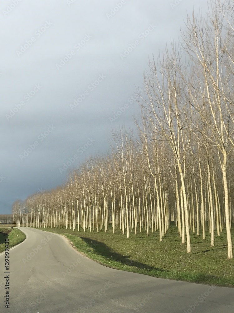 Strada alberata Stock Photo | Adobe Stock