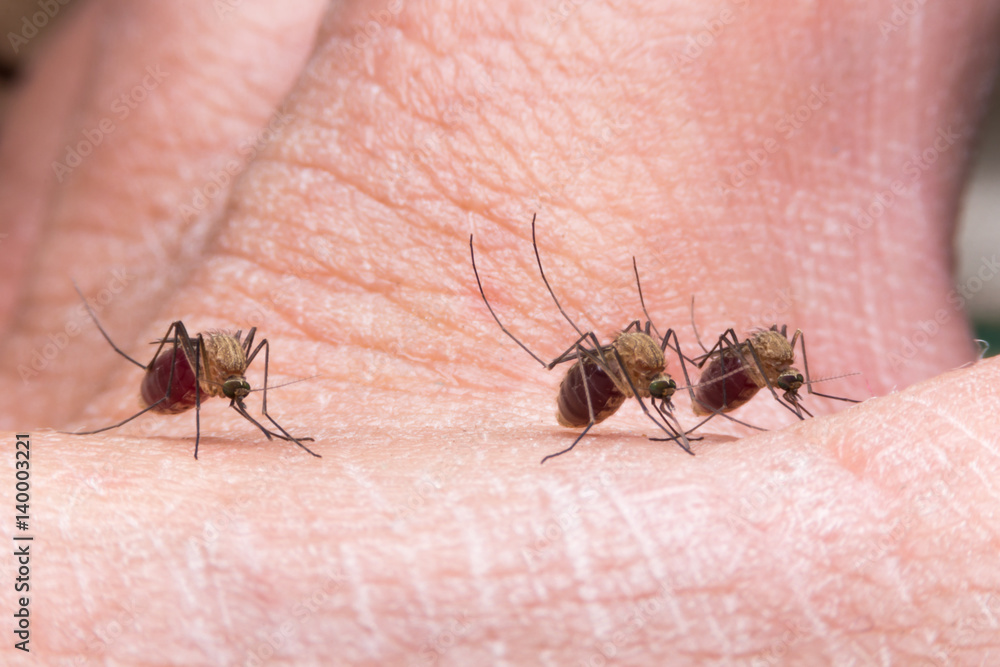 Three of Mosquitoes bites on her/his foot. Allergy and blood on the ...