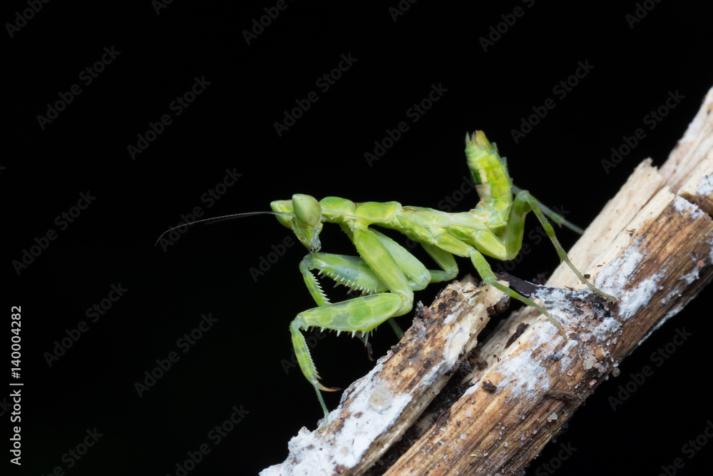 alien, ambush, animal, arthropod, background, Mantis from family ...