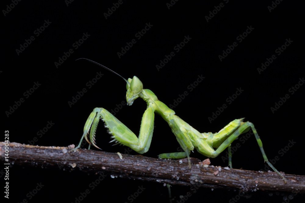 alien, ambush, animal, arthropod, background, Mantis from family ...